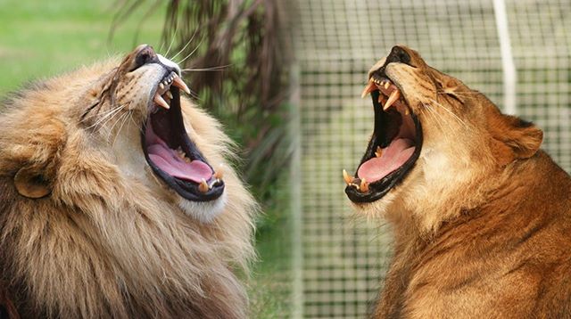 Cameron The Goofy Lion Loves His Brand New Toy - Its The Vibe