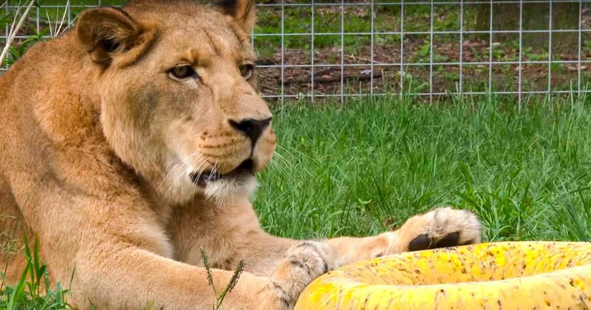 Cameron The Goofy Lion Loves His Brand New Toy - Its The Vibe